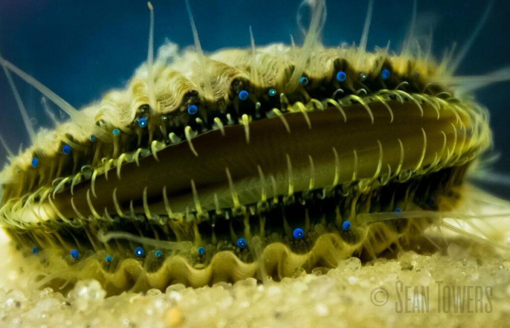Seed Oyster Production – Haskin Shellfish Research Laboratory