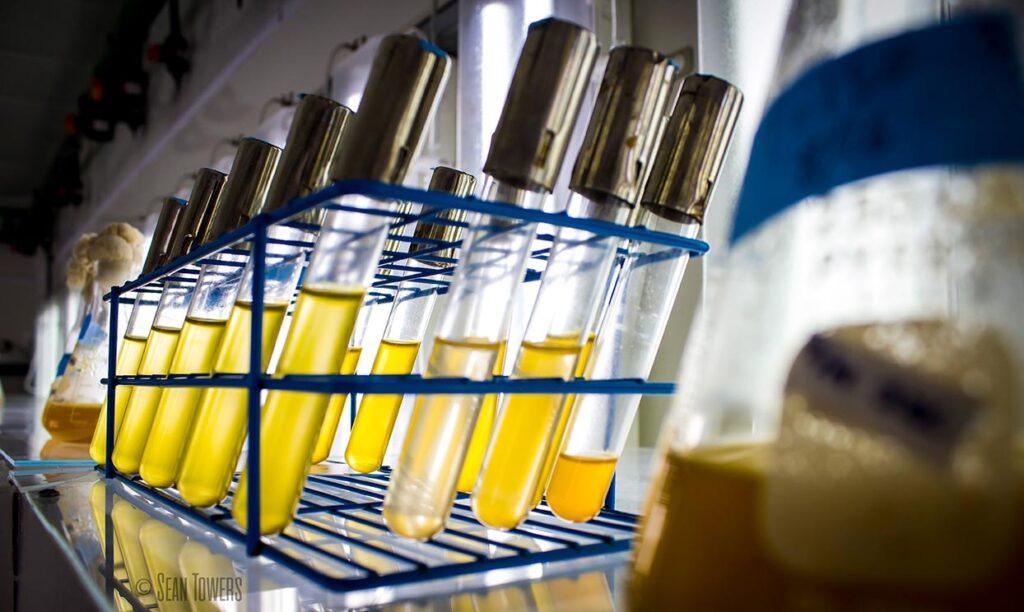 Seed Oyster Production – Haskin Shellfish Research Laboratory